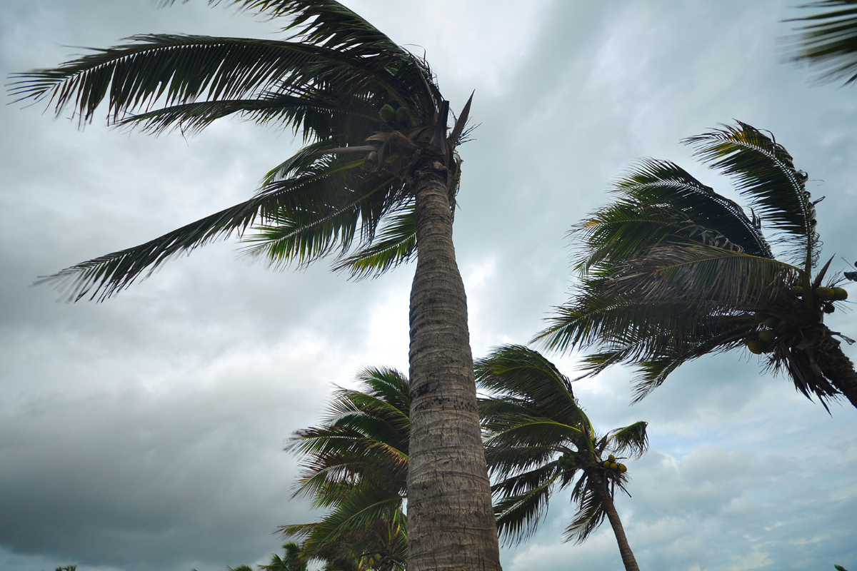 How to get back to BAU after Cyclone Gabby - Auckland Property ...