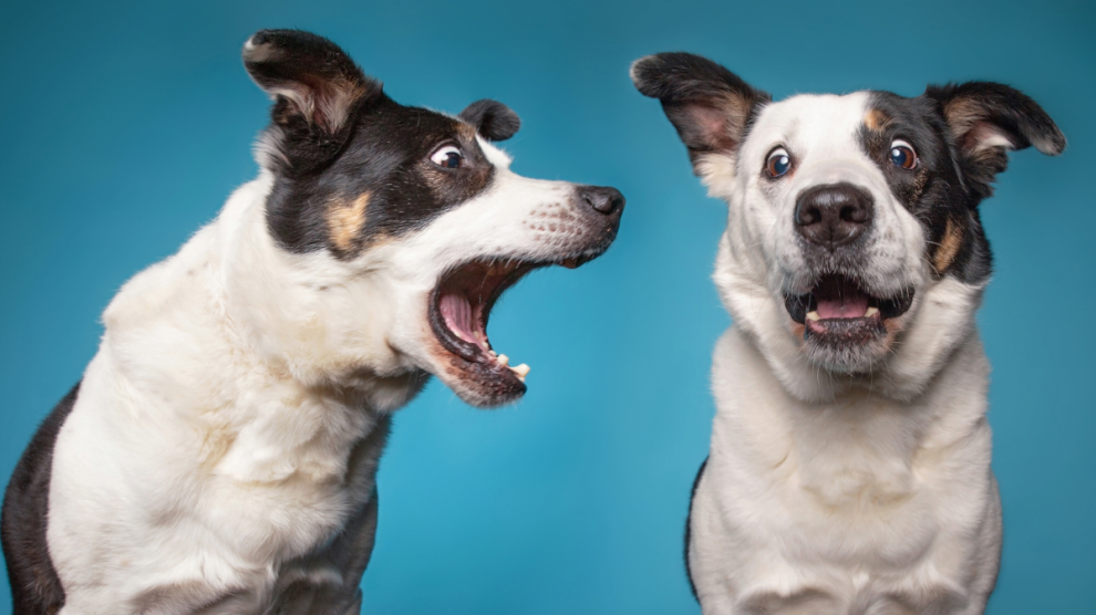 Auckland Property Investors Association - APIA