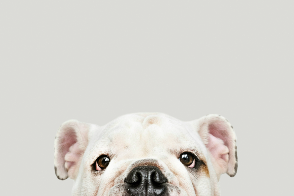 Auckland Property Investors Association - APIA